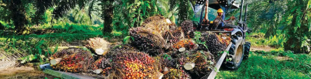 How Sustainable Palm Oil Helps Reforestation - Palm Done Right